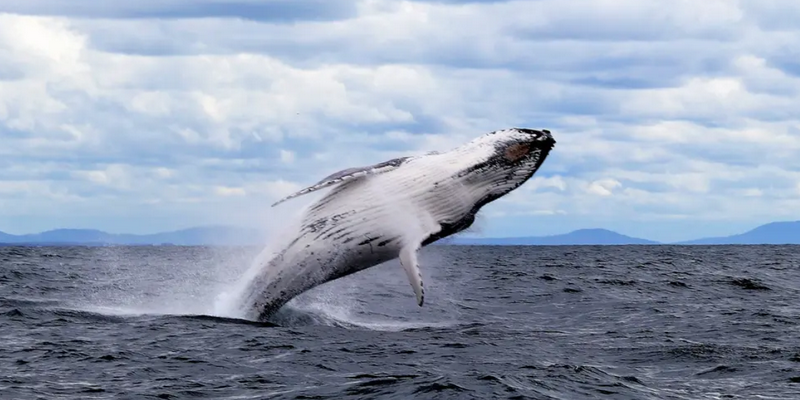 Forster Whale Watch Encounter Adventure Tour | Aussie Bucket List