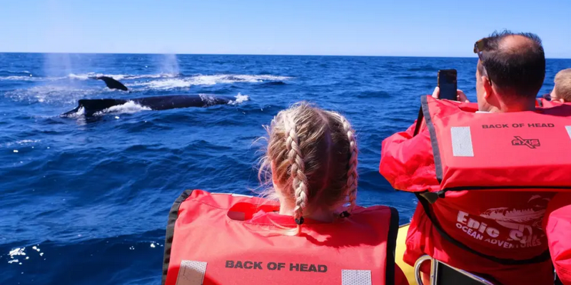 Forster Whale Watch Encounter Adventure Tour | Aussie Bucket List