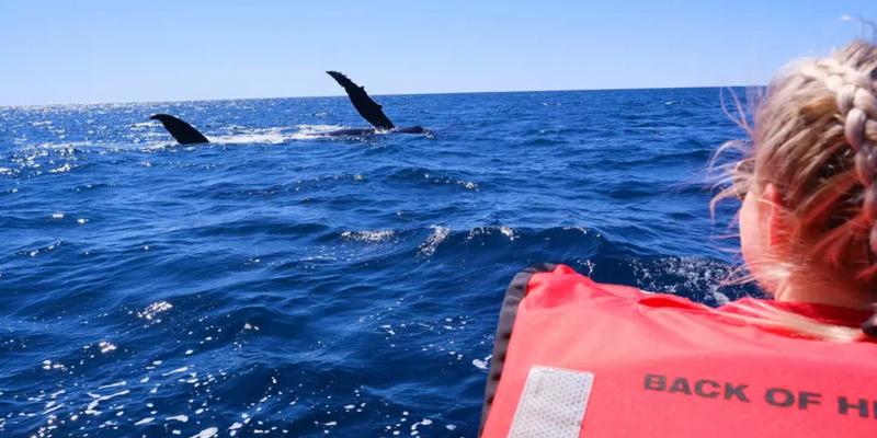 Forster Whale Watch Encounter Adventure Tour | Aussie Bucket List